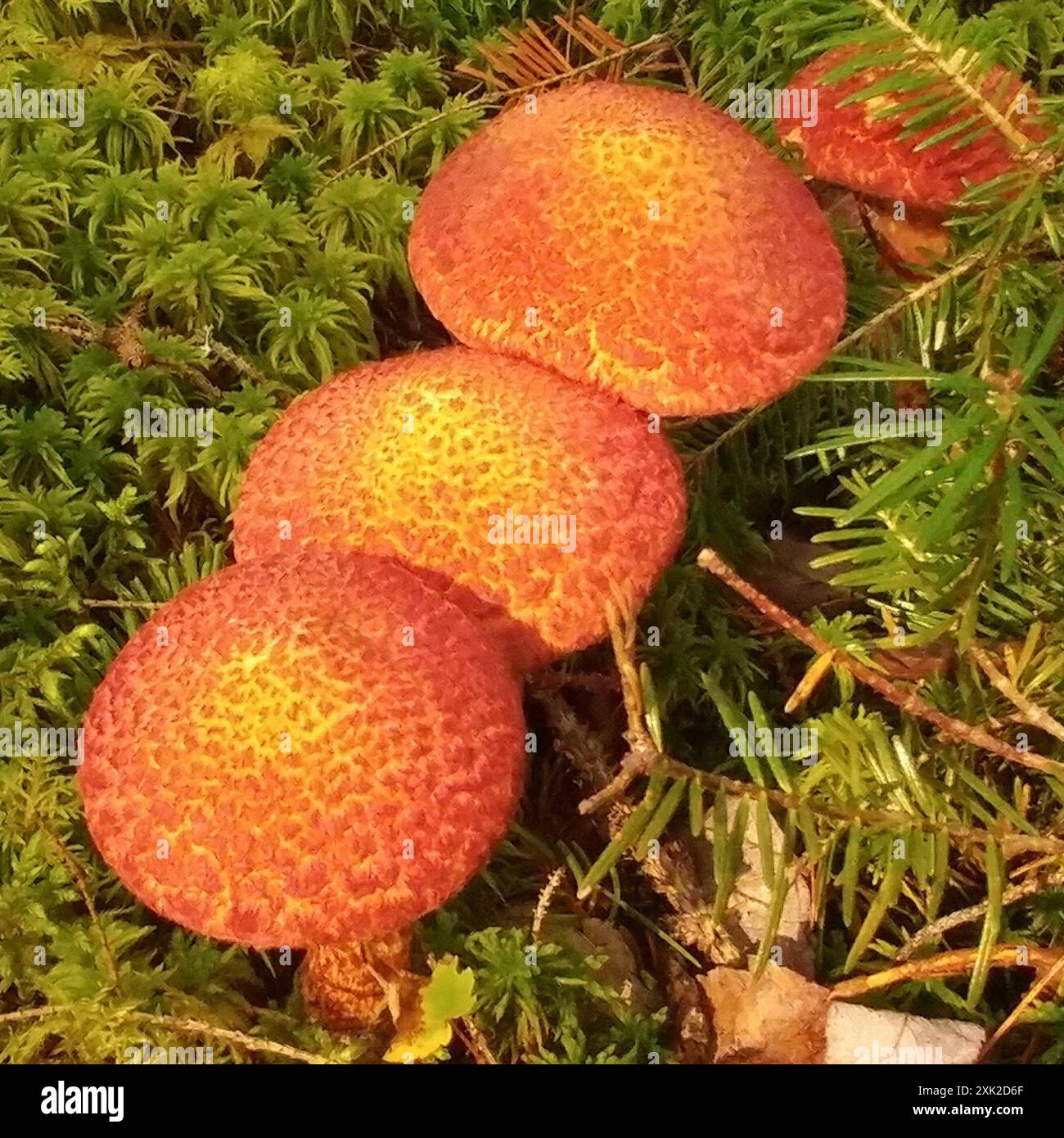 Painted Suillus (Suillus spraguei) Fungi Stock Photo - Alamy