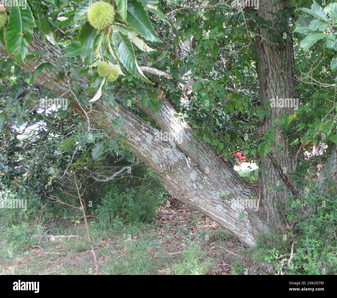 Chinese chestnut (Castanea mollissima) Plantae Stock Photo - Alamy