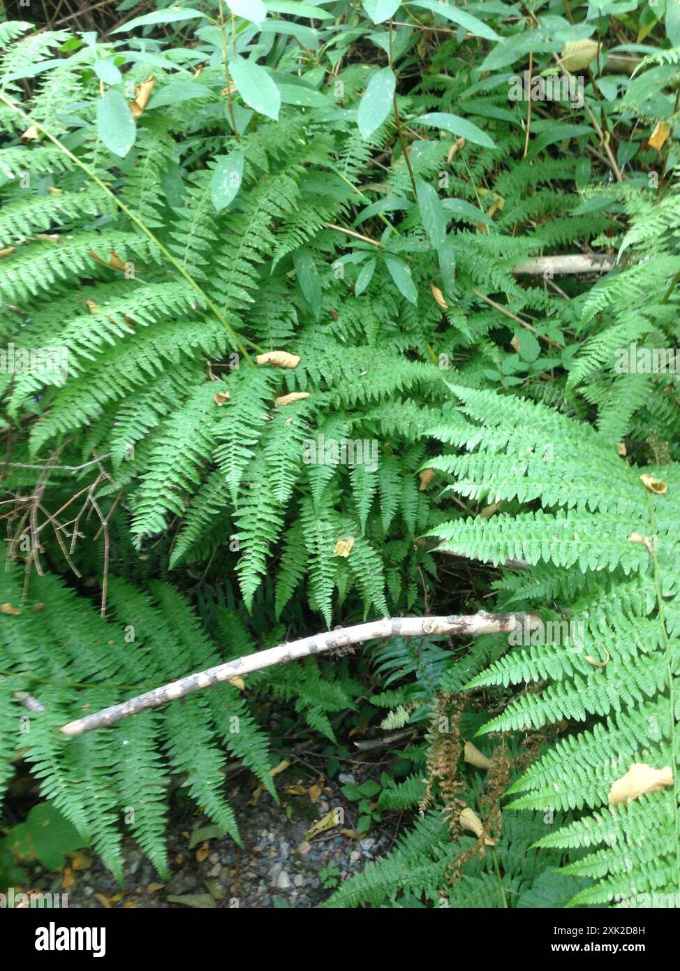 western lady fern (Athyrium filix-femina cyclosorum) Plantae Stock ...