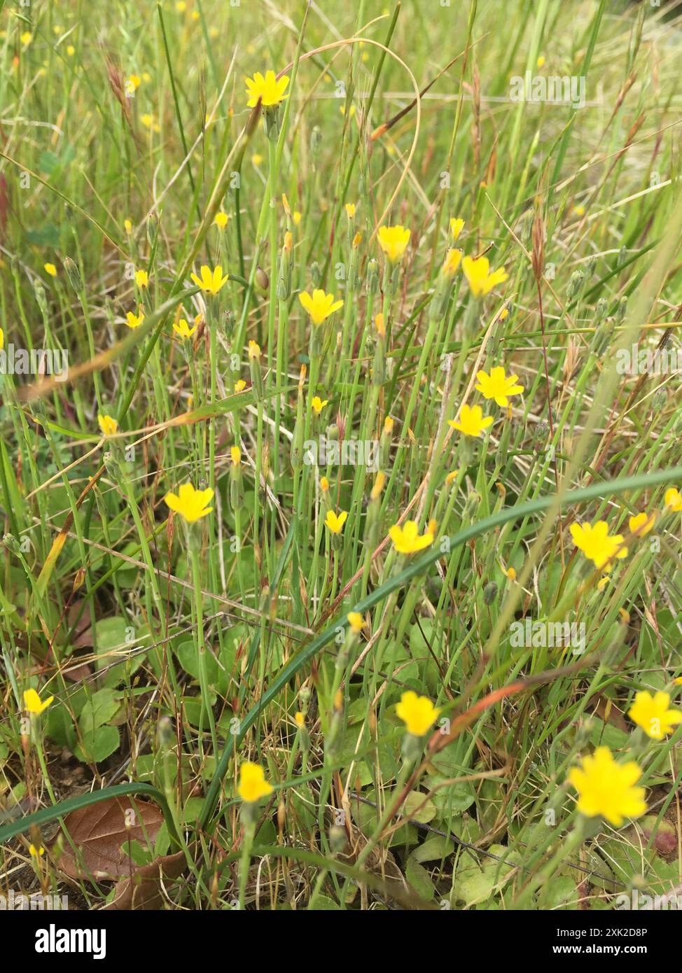 Smooth Cat's Ear (Hypochaeris glabra) Plantae Stock Photo - Alamy