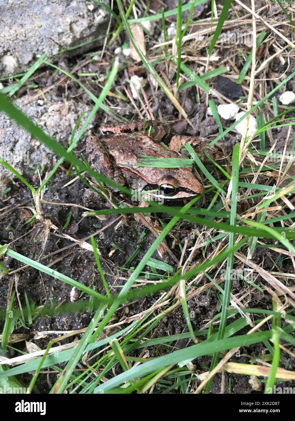 Wood Frog (Lithobates sylvaticus) Amphibia Stock Photo - Alamy