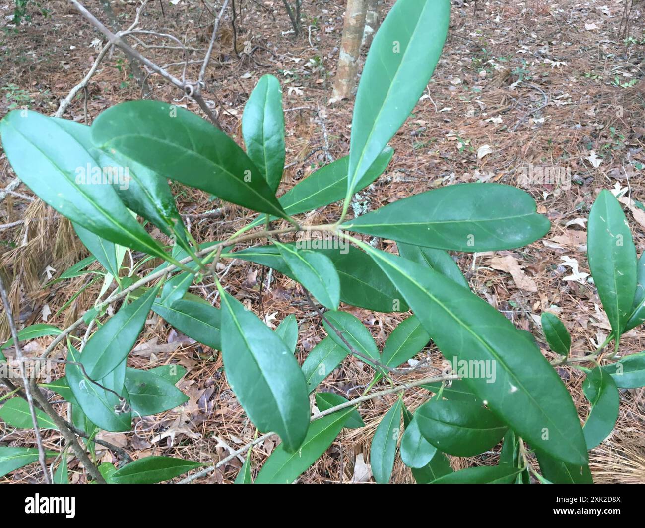 Cartrema americana hi-res stock photography and images - Alamy