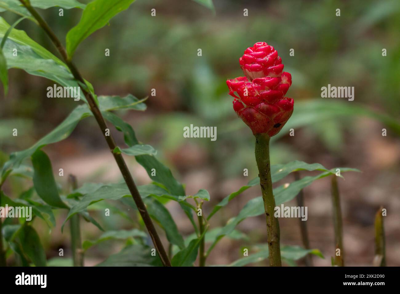 Red flower of Curcuma alismatifolia in forest Stock Photo - Alamy
