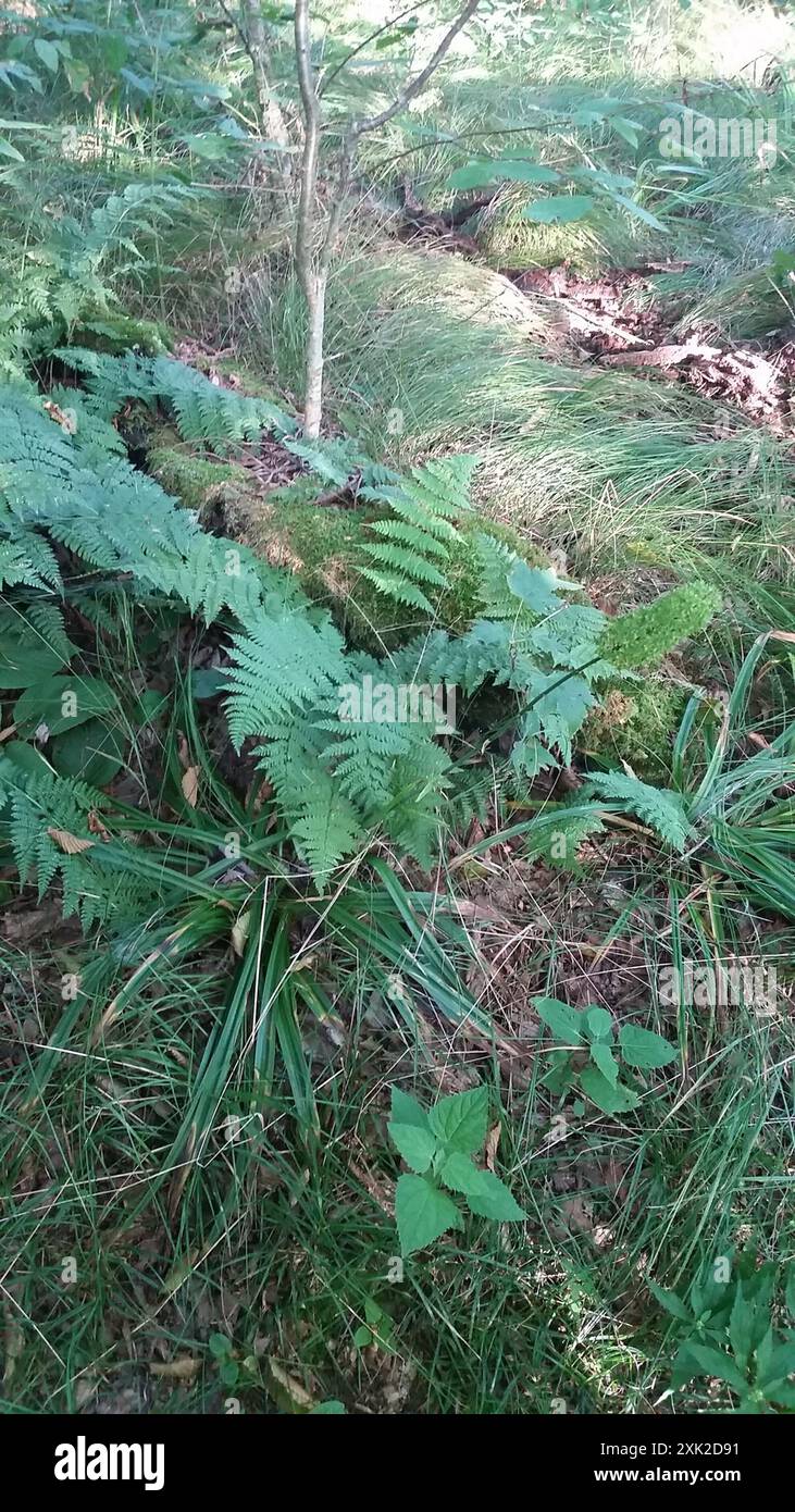 fly poison (Amianthium muscitoxicum) Plantae Stock Photo - Alamy
