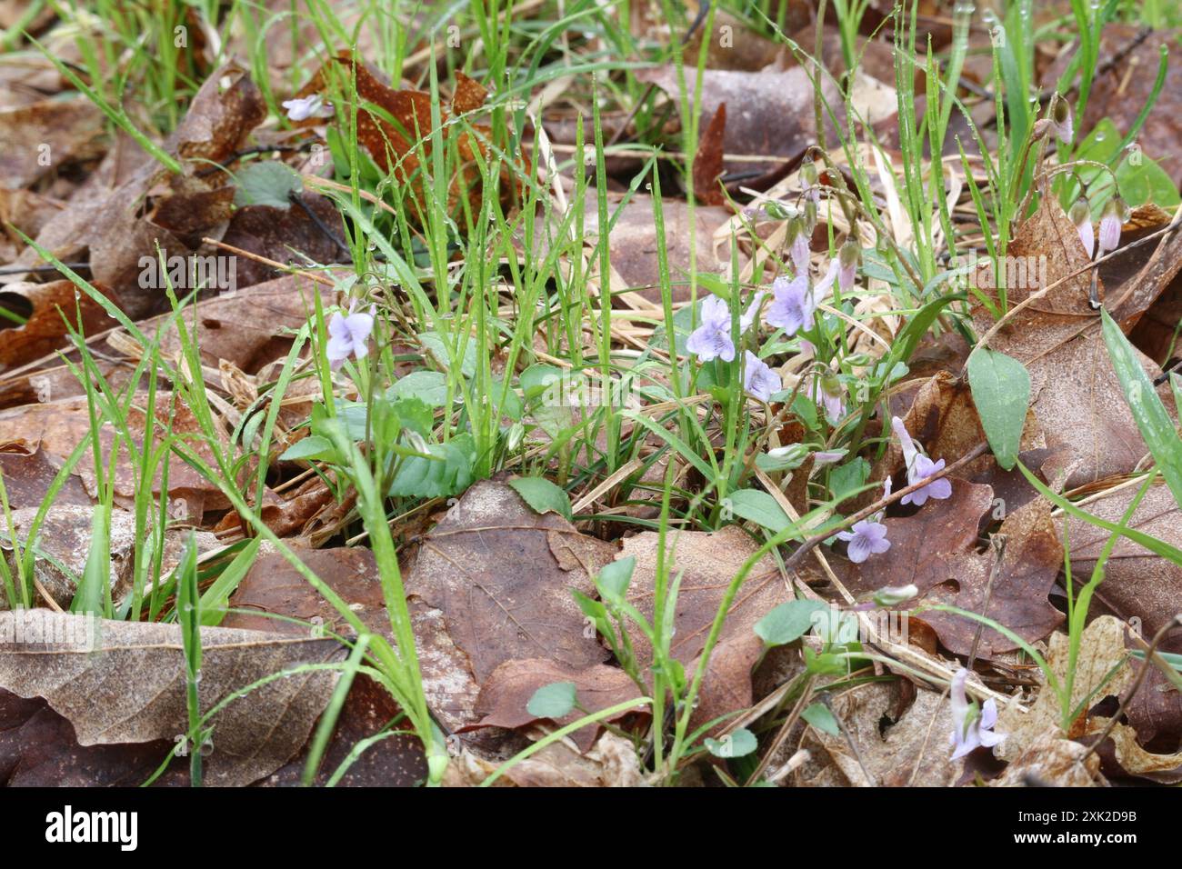 Long-spurred violet (Viola rostrata) Plantae Stock Photo - Alamy