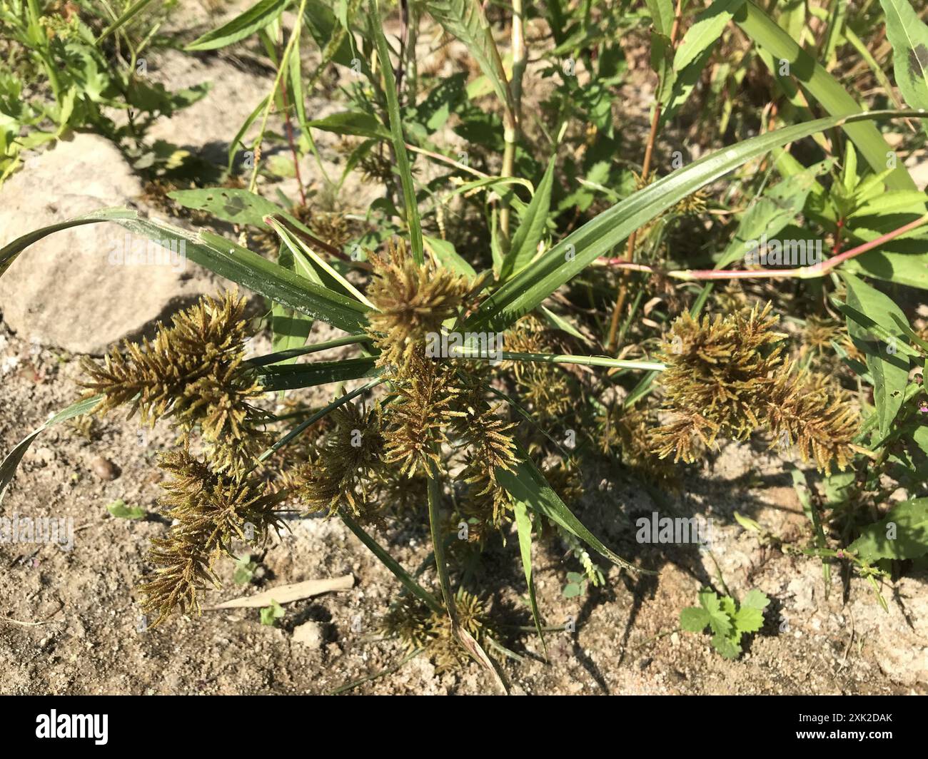 redroot flatsedge (Cyperus erythrorhizos) Plantae Stock Photo - Alamy