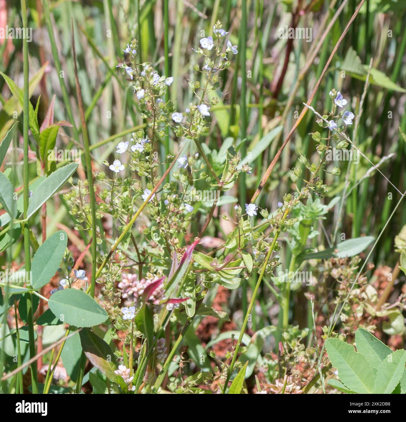 blue water-speedwell (Veronica anagallis-aquatica) Plantae Stock Photo ...