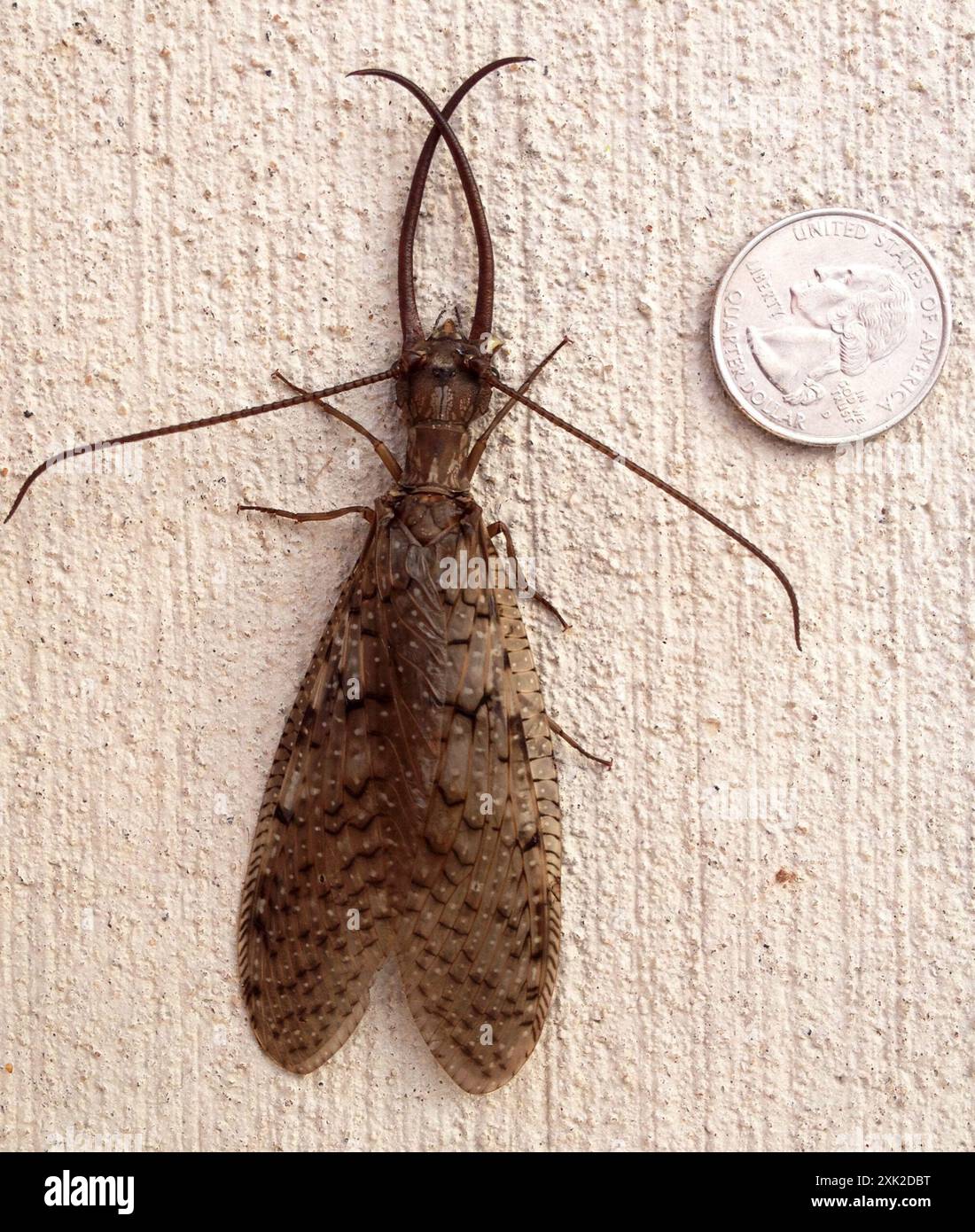 Eastern Dobsonfly (Corydalus cornutus) Insecta Stock Photo - Alamy