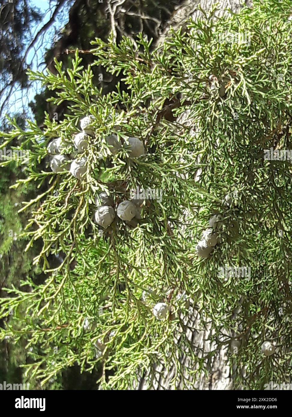 cedar of Goa (Hesperocyparis lusitanica) Plantae Stock Photo - Alamy