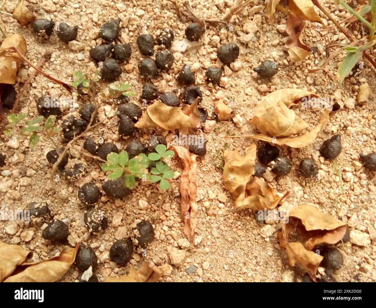 Mammals (Mammalia) Mammalia Stock Photo - Alamy