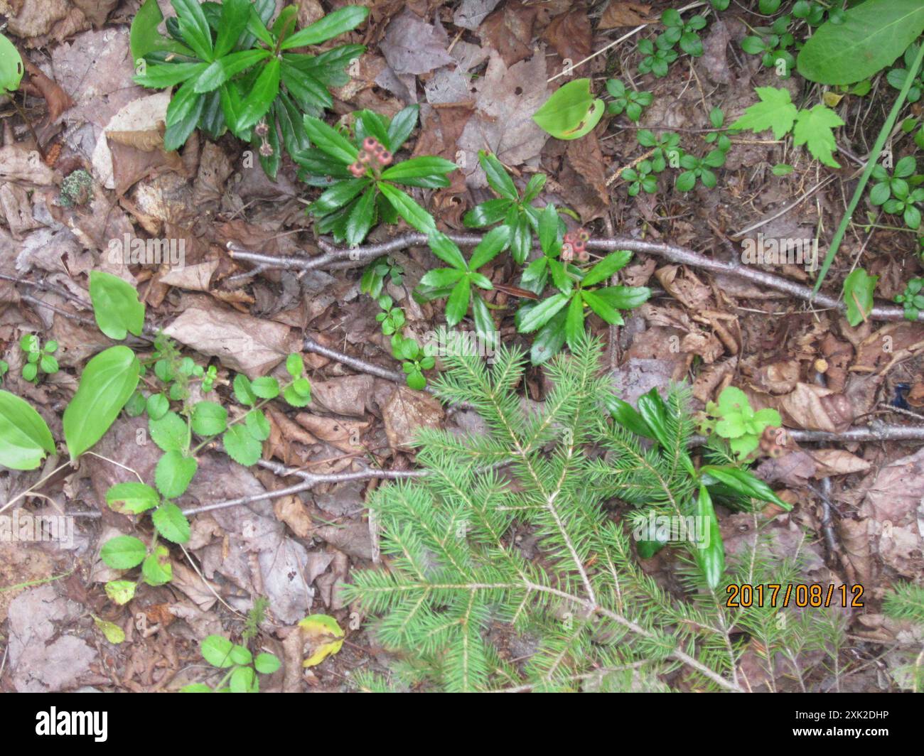 Common Wintergreen (Chimaphila umbellata cisatlantica) Plantae Stock ...