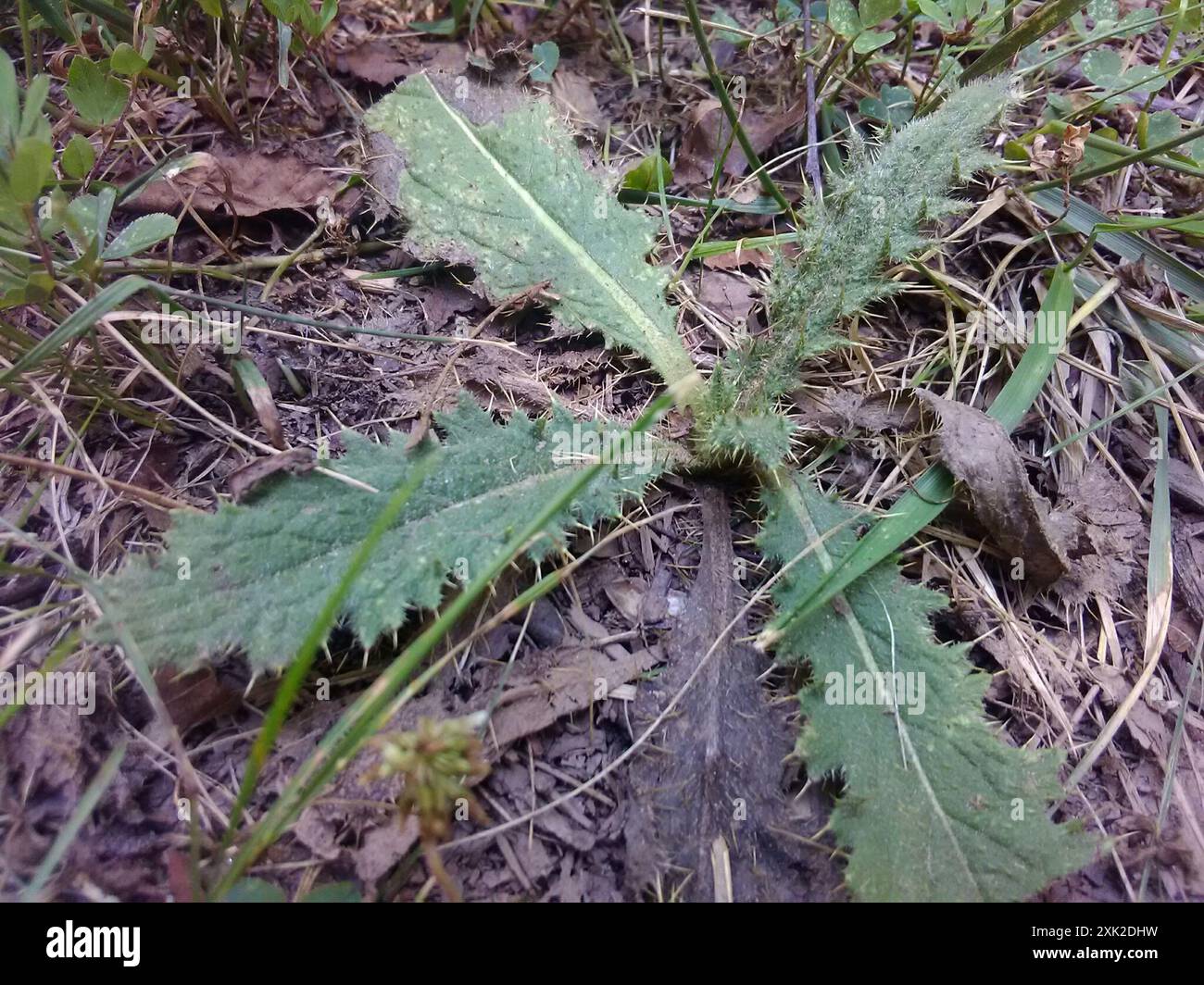 Nettle family urticaceae plantae hi-res stock photography and images ...
