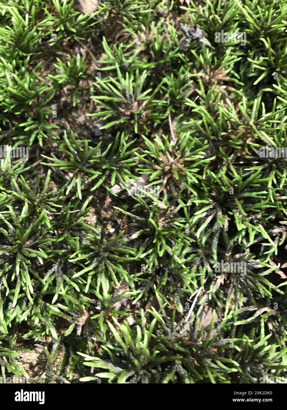 American Tree Moss (Climacium americanum) Plantae Stock Photo - Alamy
