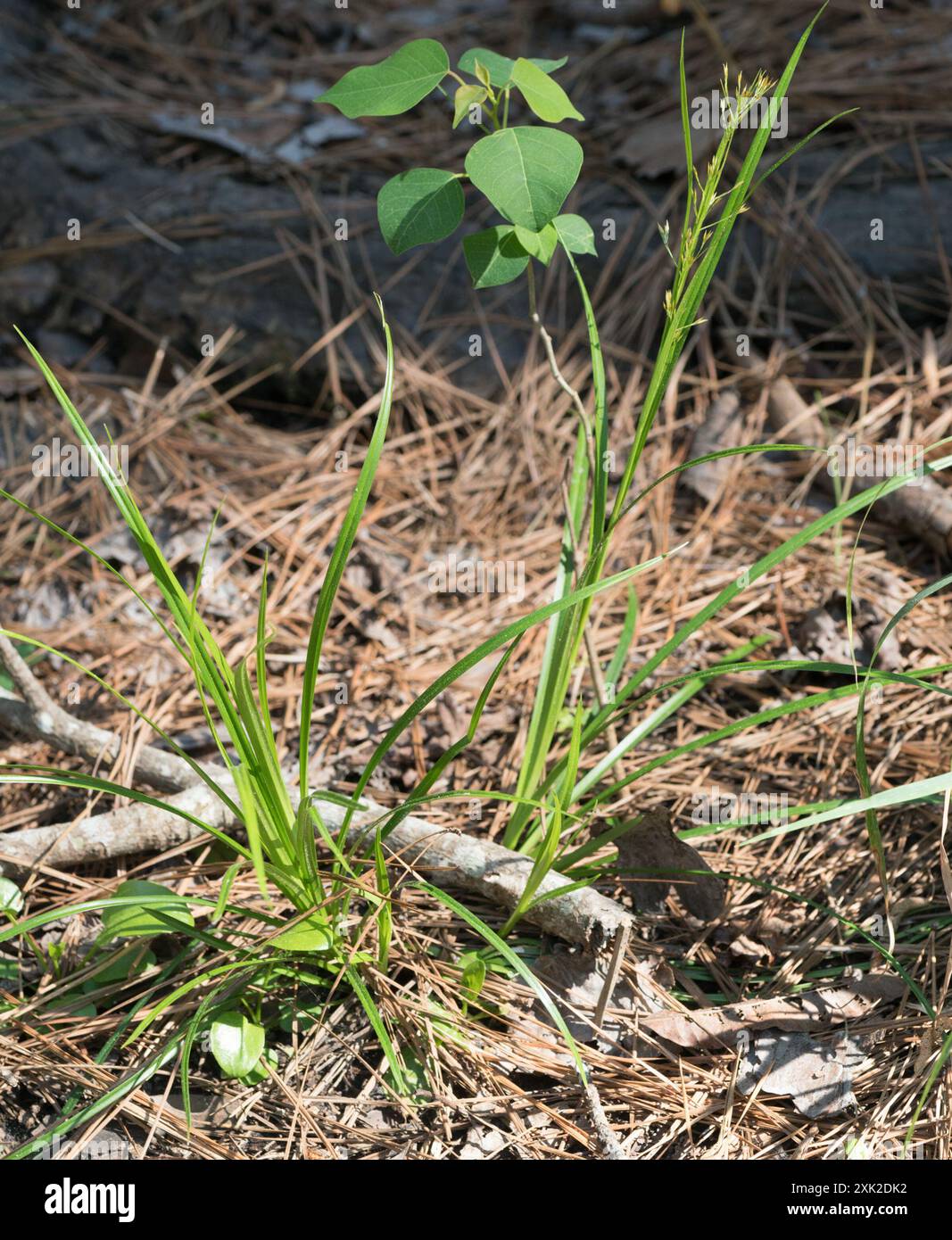 Beaksedges (Rhynchospora) Plantae Stock Photo - Alamy