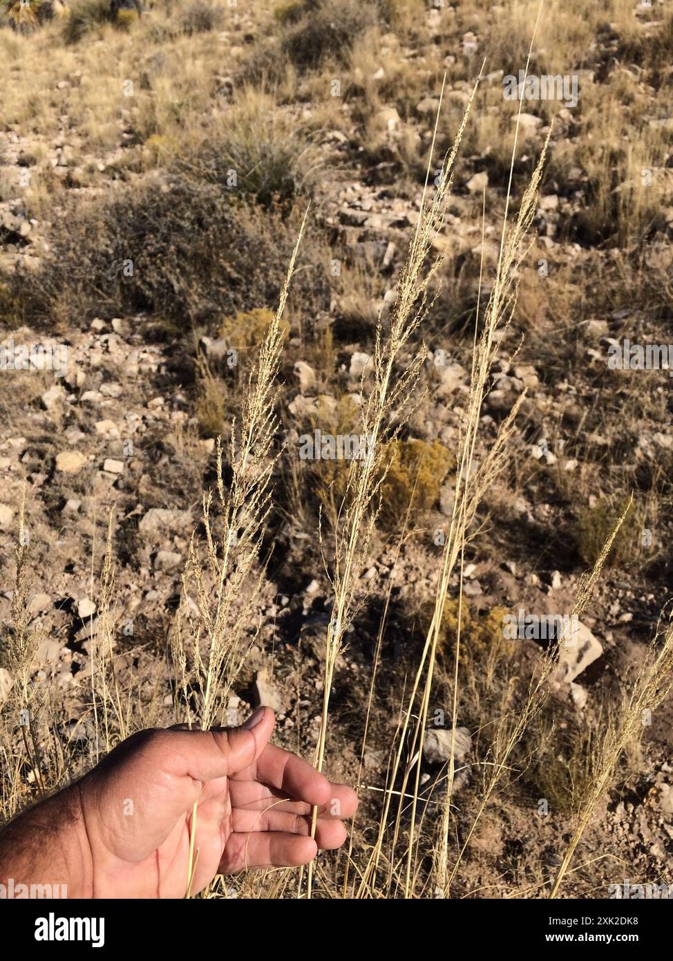 big sacaton (Sporobolus wrightii) Plantae Stock Photo - Alamy