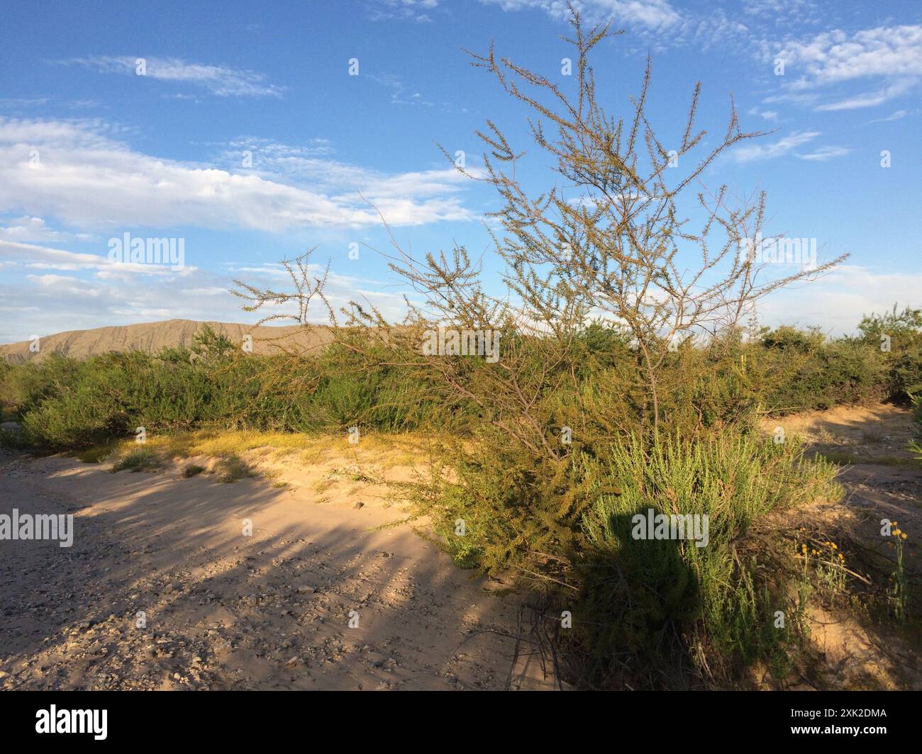 Viscid acacia (Vachellia vernicosa) Plantae Stock Photo - Alamy