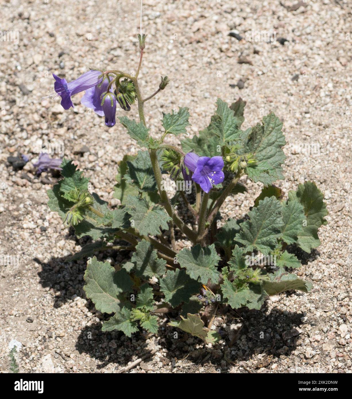 Scorpionweeds (Phacelia) Plantae Stock Photo - Alamy