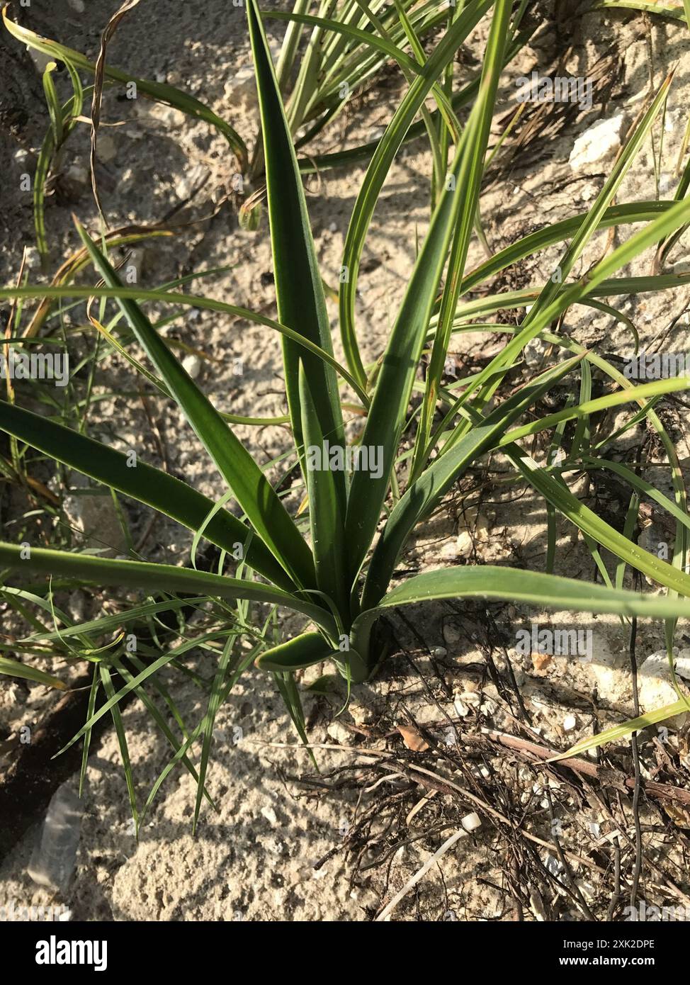 Aloe Yucca (Yucca aloifolia) Plantae Stock Photo - Alamy