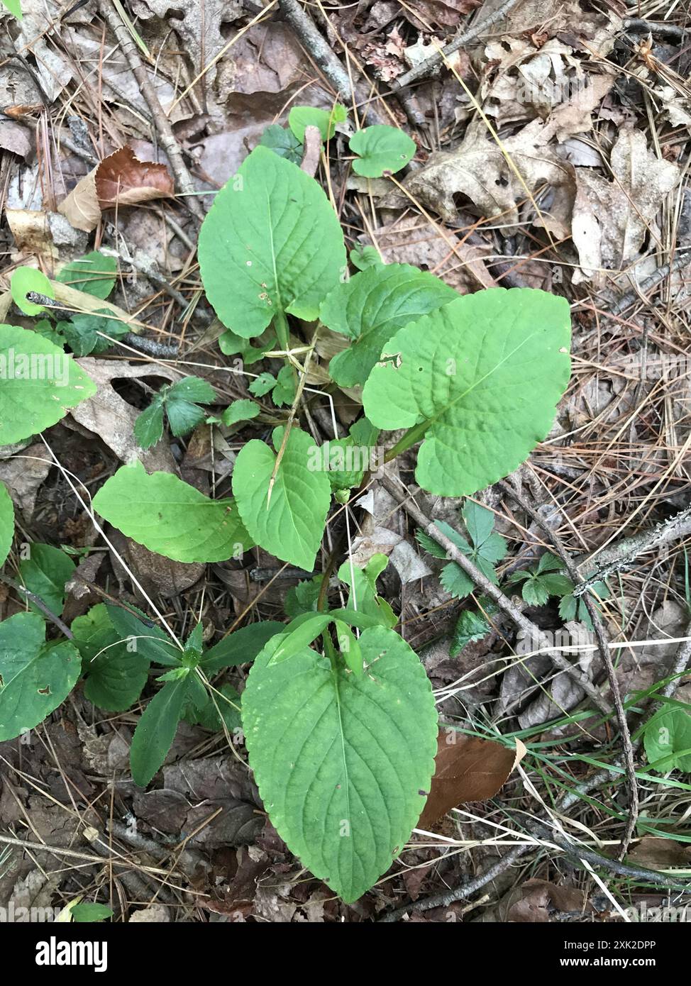 primrose-leaved violet (Viola primulifolia) Plantae Stock Photo - Alamy