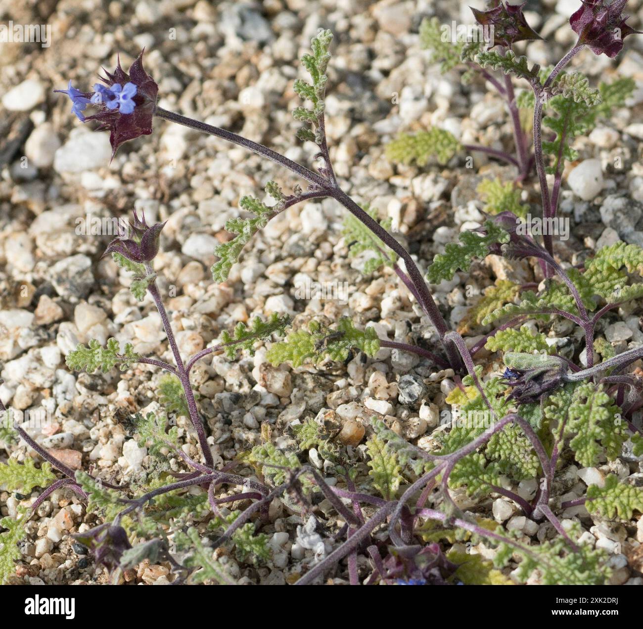 Chia (Salvia columbariae) Plantae Stock Photo - Alamy