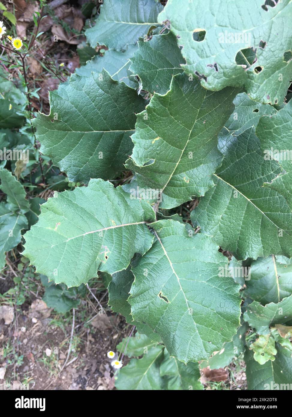 netleaf oak (Quercus rugosa) Plantae Stock Photo - Alamy