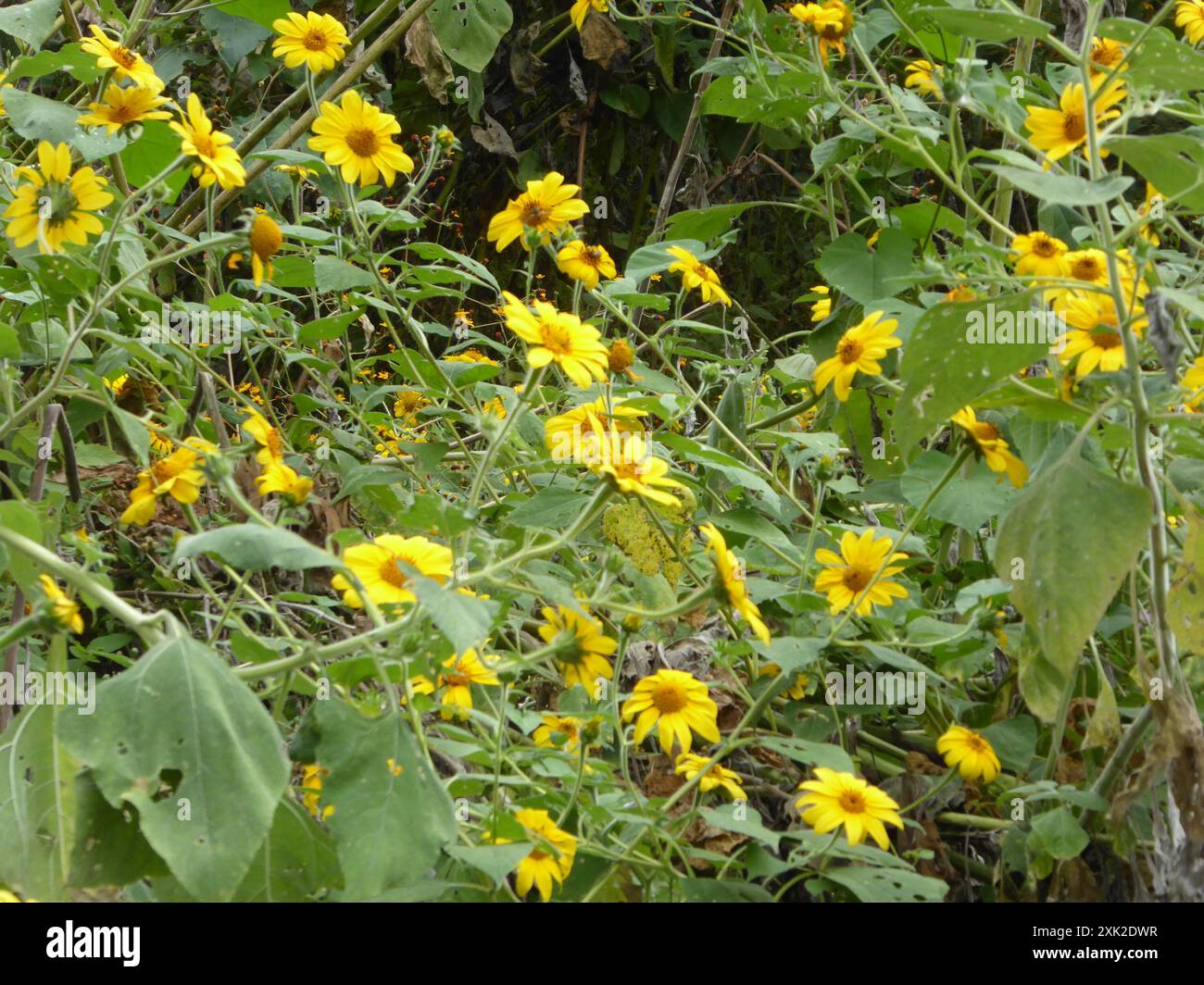 tree marigold (Tithonia tubaeformis) Plantae Stock Photo - Alamy