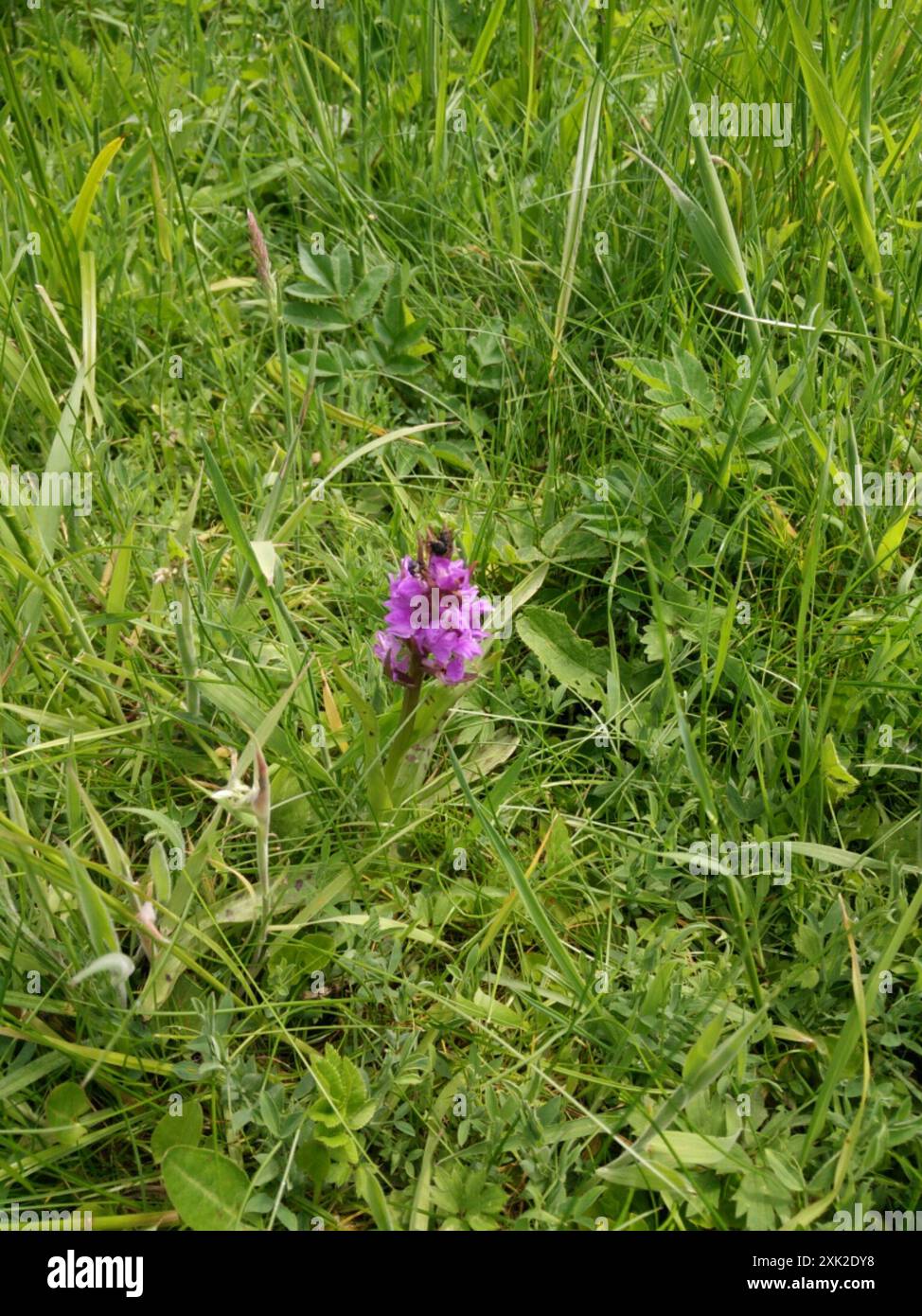 Iris weevil (Mononychus punctumalbum) Insecta Stock Photo - Alamy