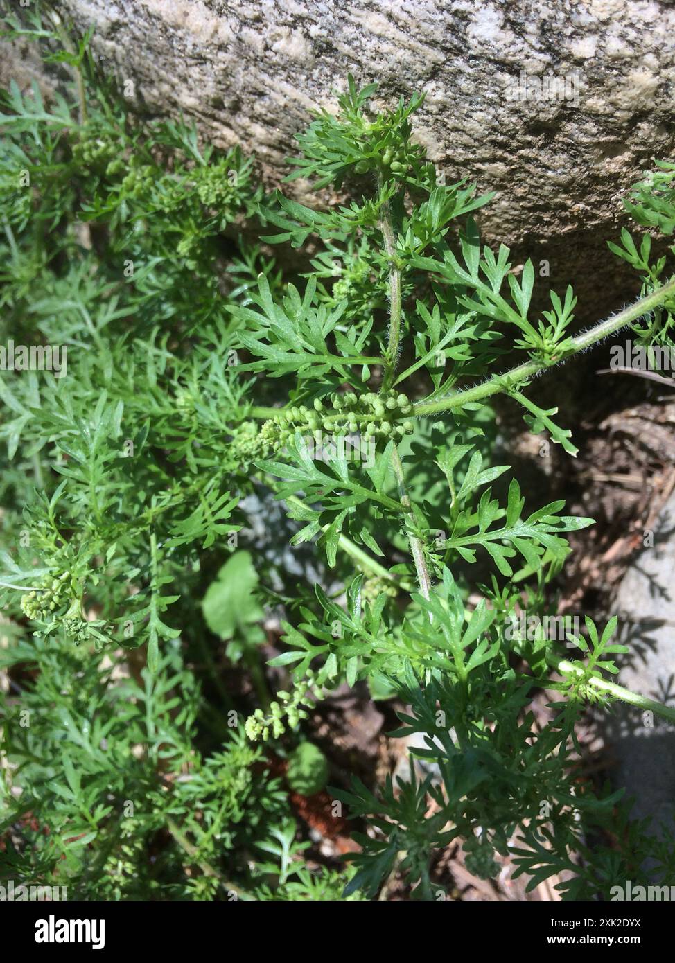 Lesser swine-cress (Lepidium didymum) Plantae Stock Photo - Alamy
