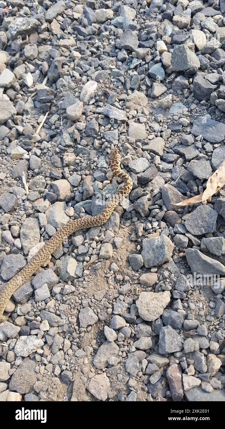 Western Yellow-bellied Racer (Coluber constrictor mormon) Reptilia ...