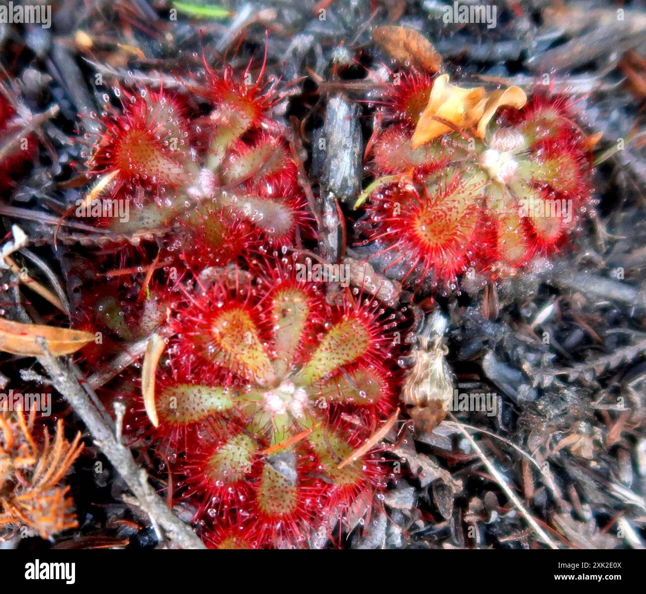 Alice Sundew (Drosera aliciae) Plantae Stock Photo - Alamy