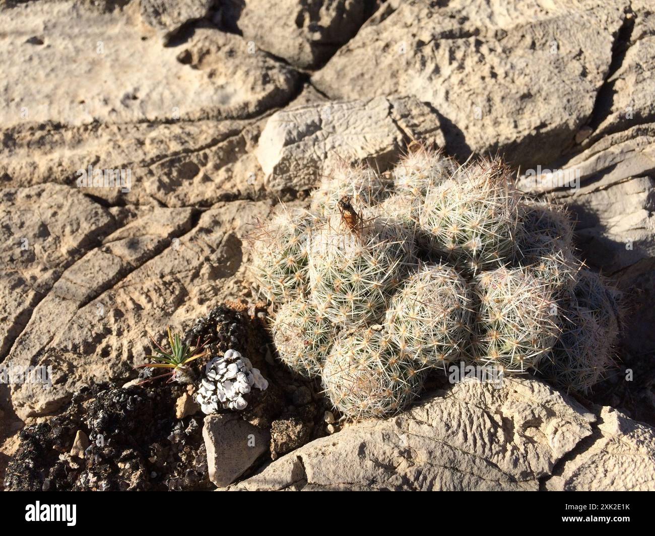 Whitecolumn Foxtail Cactus (Escobaria tuberculosa) Plantae Stock Photo ...