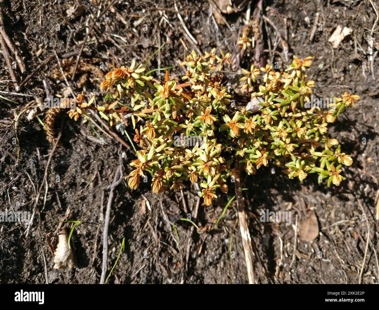 vascular plants (Tracheophyta) Plantae Stock Photo - Alamy