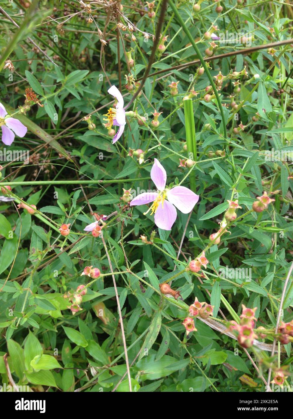 Meadowbeauties (Rhexia) Plantae Stock Photo - Alamy