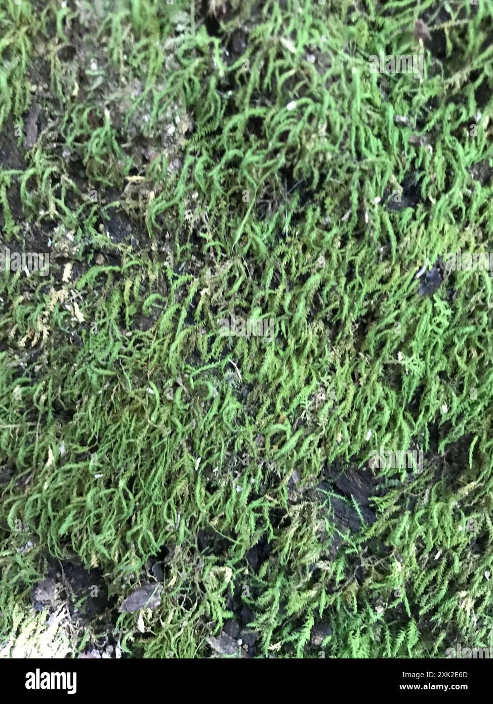tree-skirt moss (Pseudanomodon attenuatus) Plantae Stock Photo - Alamy