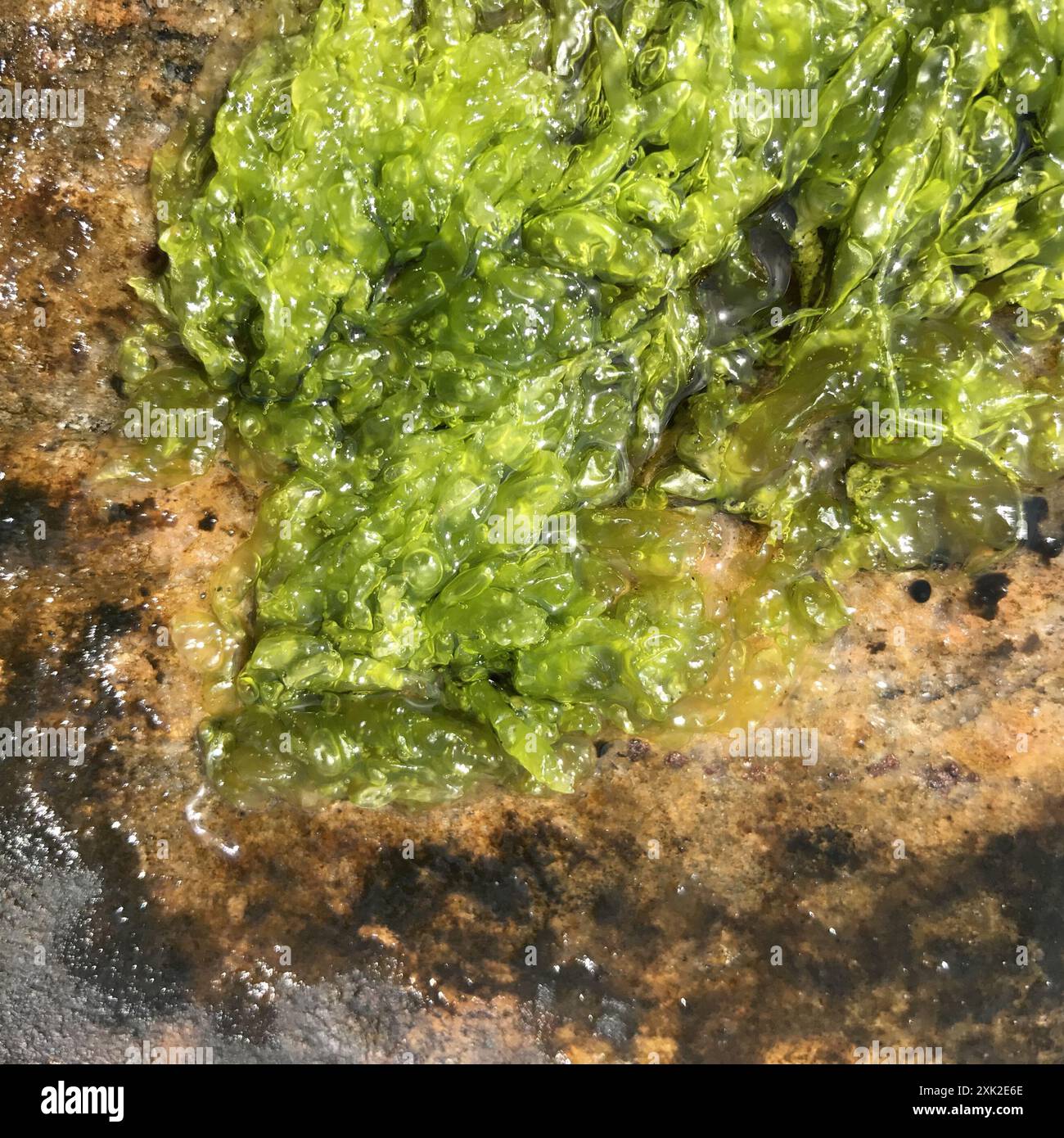 Gutweed (Ulva intestinalis) Plantae Stock Photo - Alamy