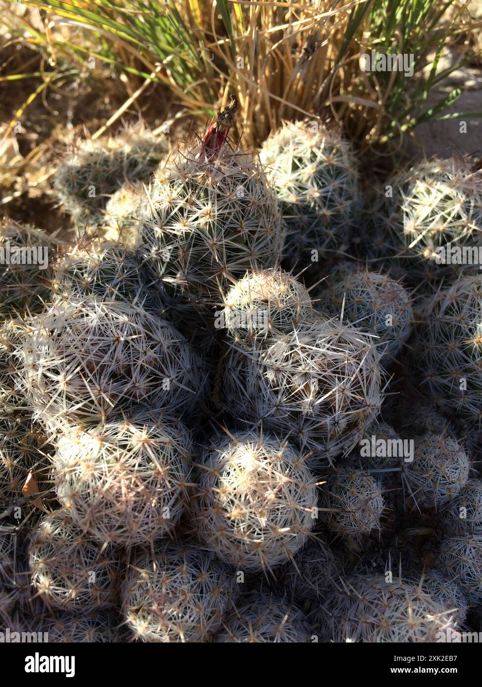 Whitecolumn Foxtail Cactus (Escobaria tuberculosa) Plantae Stock Photo ...