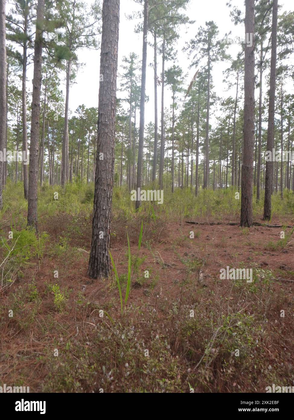 woolly beardgrass (Erianthus alopecuroides) Plantae Stock Photo - Alamy