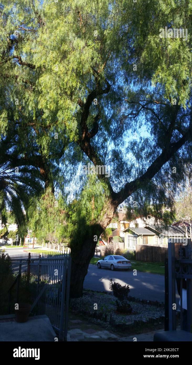 Peruvian Pepper Tree (Schinus molle) Plantae Stock Photo - Alamy