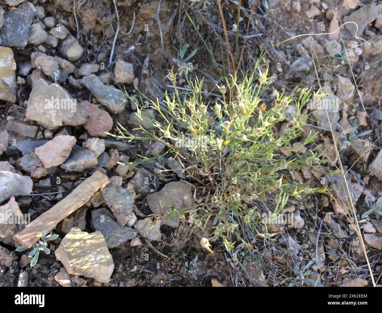 Needleleaf Bluet (Houstonia acerosa) Plantae Stock Photo - Alamy