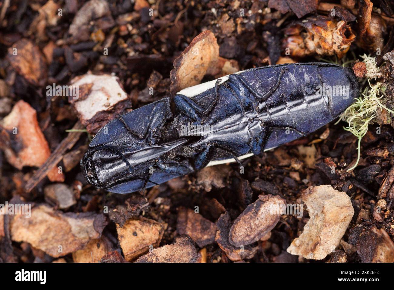 apache click beetle (Chalcolepidius apacheanus) Insecta Stock Photo - Alamy