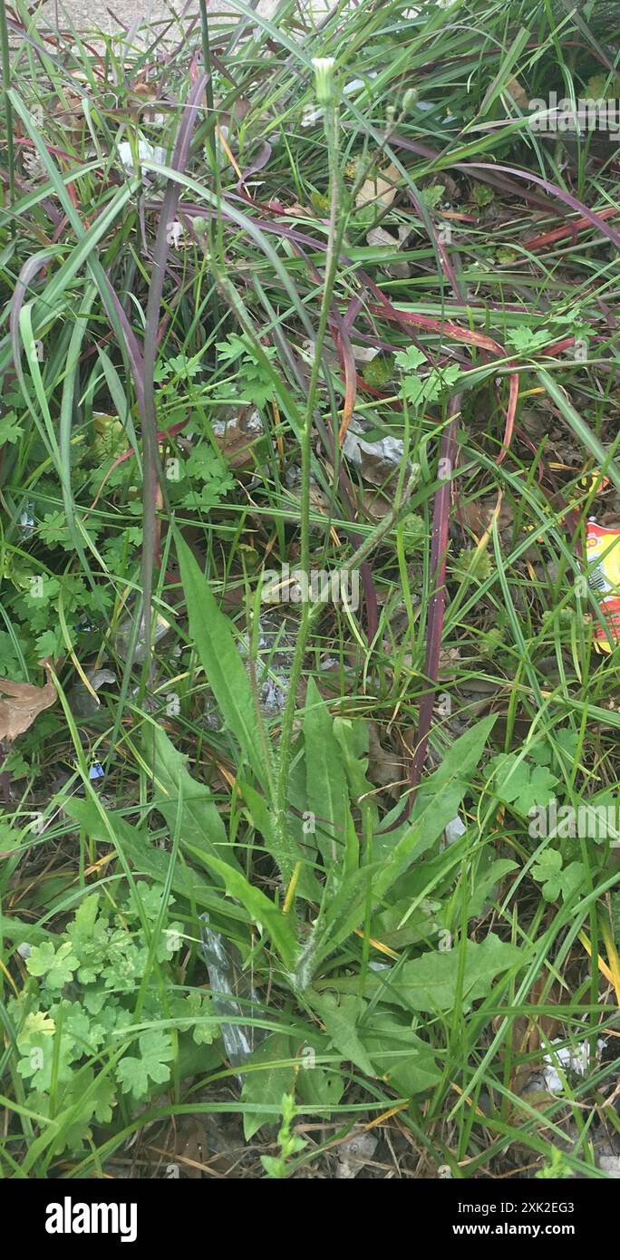 white flatweed (Hypochaeris albiflora) Plantae Stock Photo - Alamy