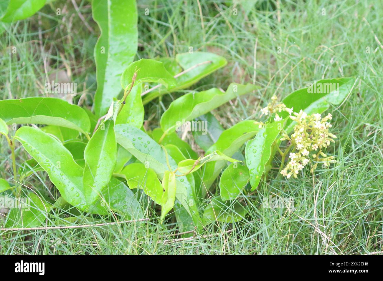 Common Silkpod (Parsonsia straminea) Plantae Stock Photo - Alamy