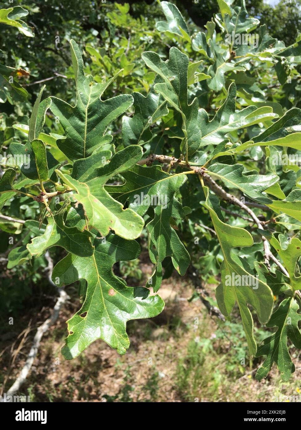 post oak (Quercus stellata) Plantae Stock Photo - Alamy