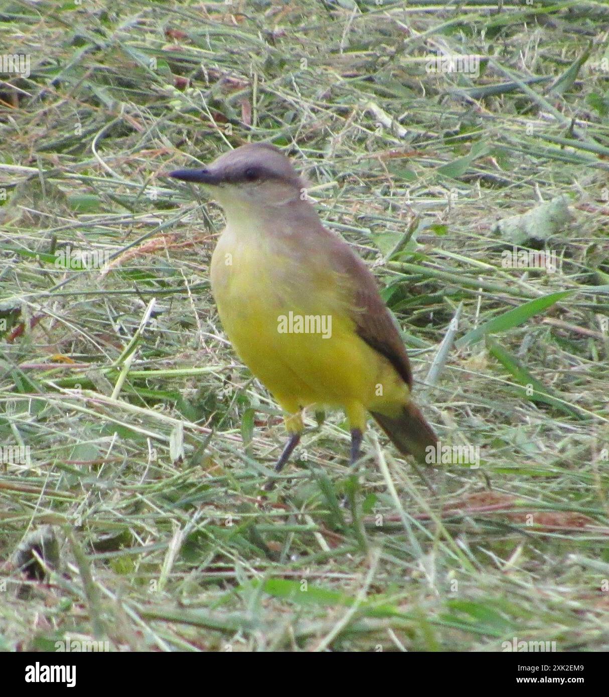 Cattle Tyrant (Machetornis rixosa) Aves Stock Photo - Alamy
