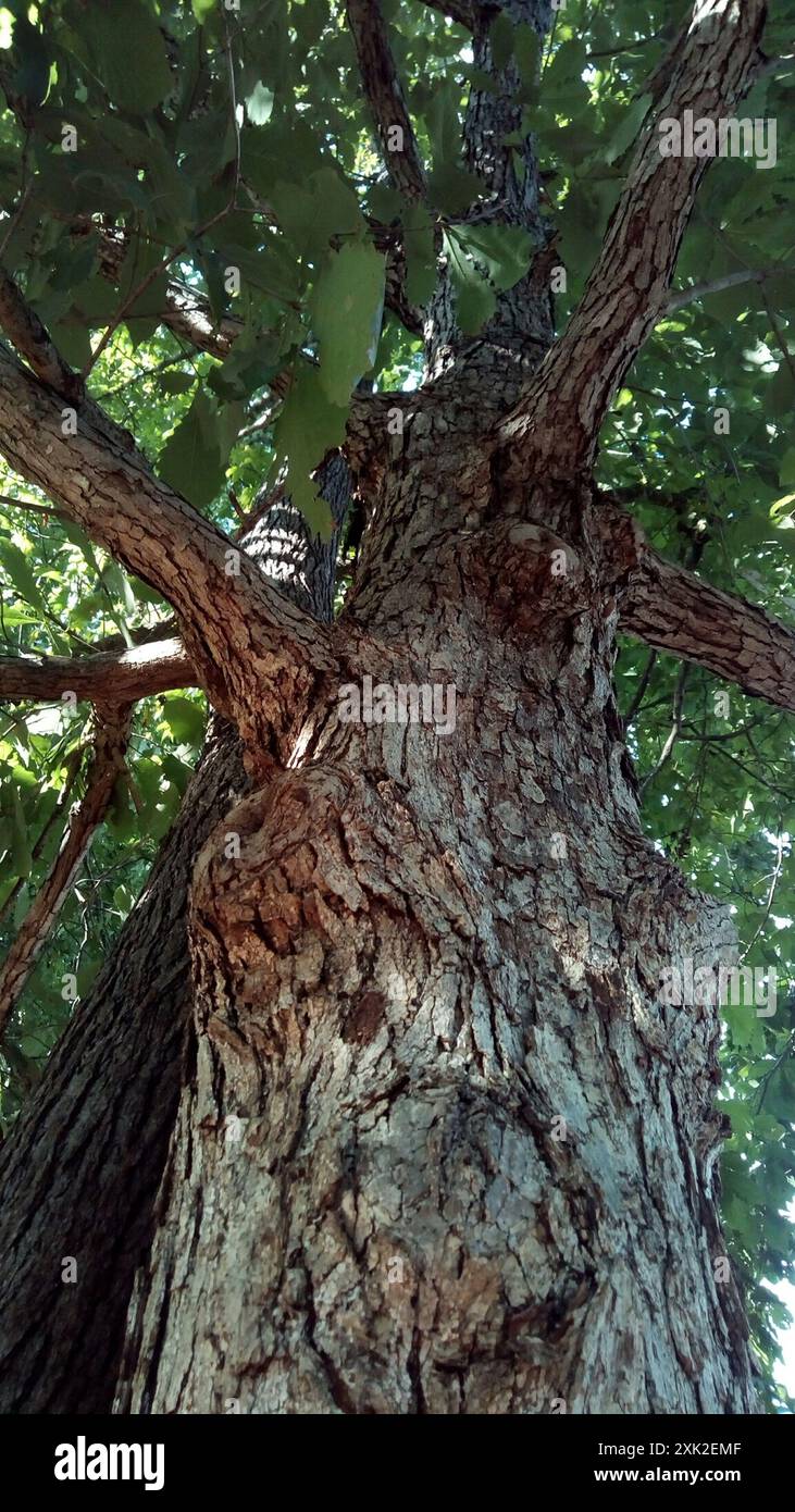 oaks (Quercus) Plantae Stock Photo - Alamy