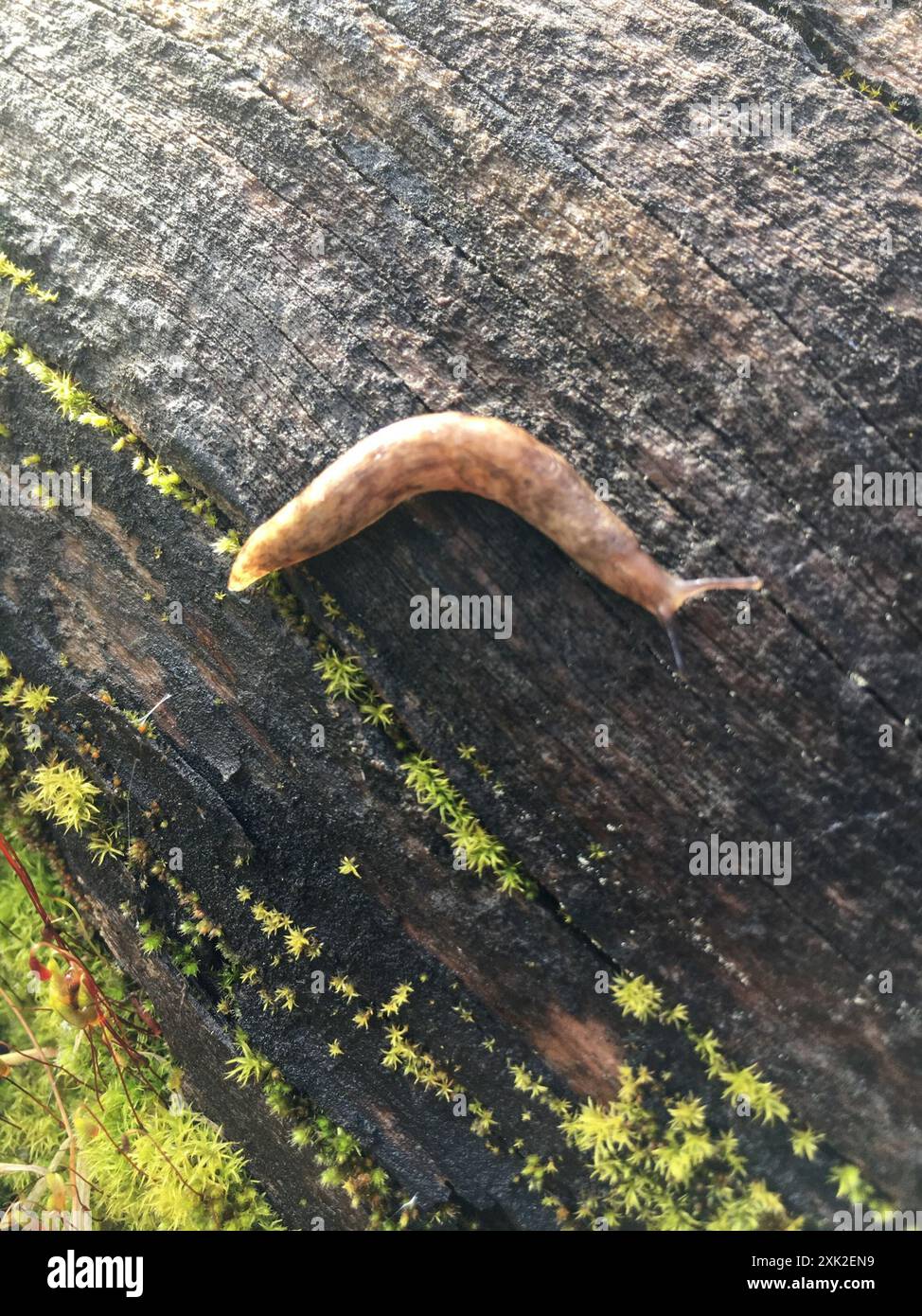 Milky Slug (Deroceras reticulatum) Mollusca Stock Photo - Alamy