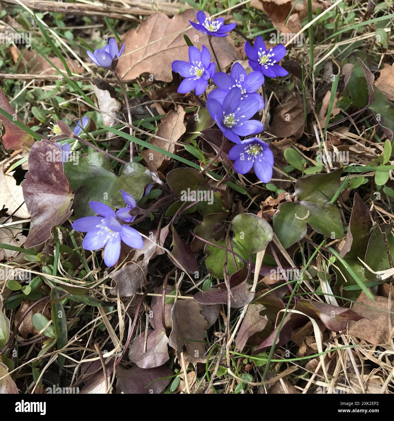 Liverleaf (Hepatica nobilis) Plantae Stock Photo - Alamy