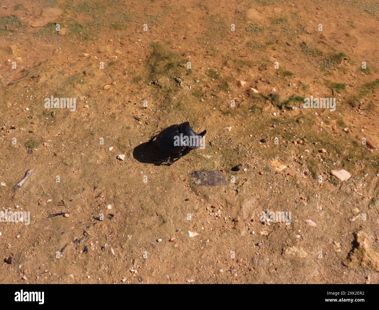Spanish Dung Beetle (Copris hispanus) Insecta Stock Photo - Alamy