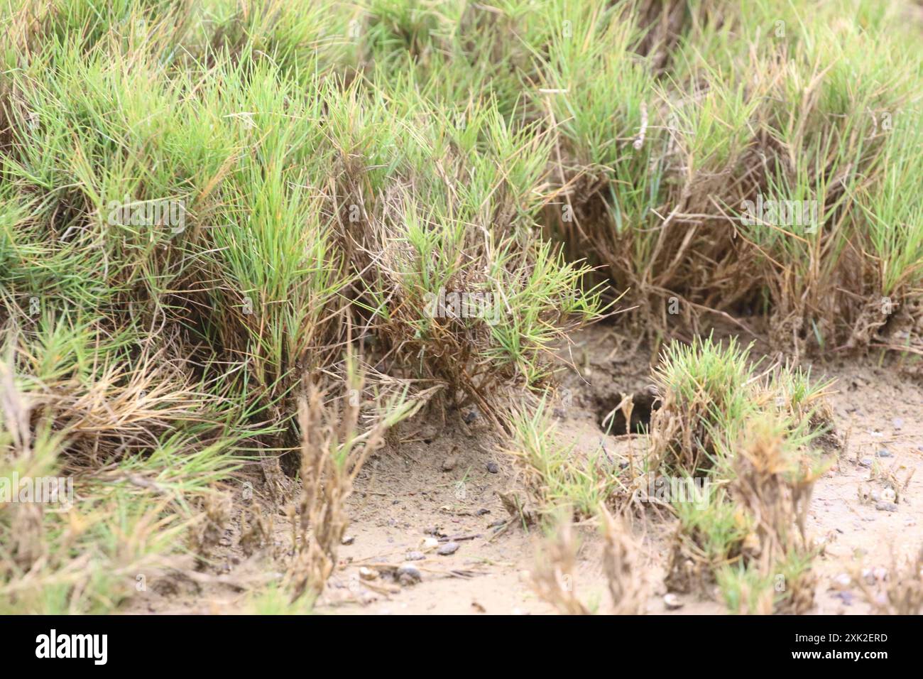 seashore dropseed (Sporobolus virginicus) Plantae Stock Photo - Alamy