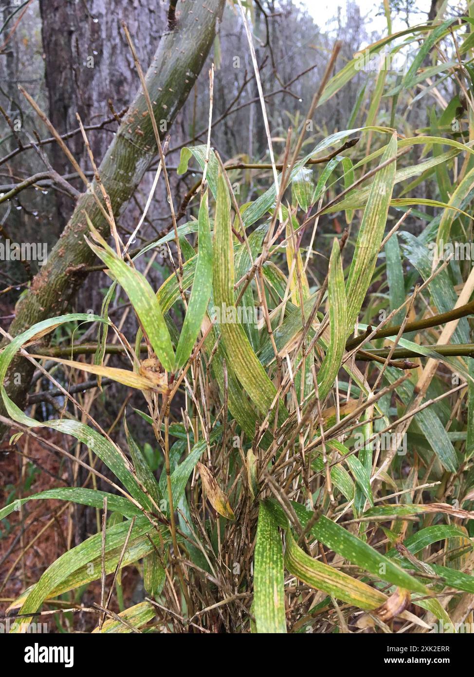 switch cane (Arundinaria tecta) Plantae Stock Photo - Alamy